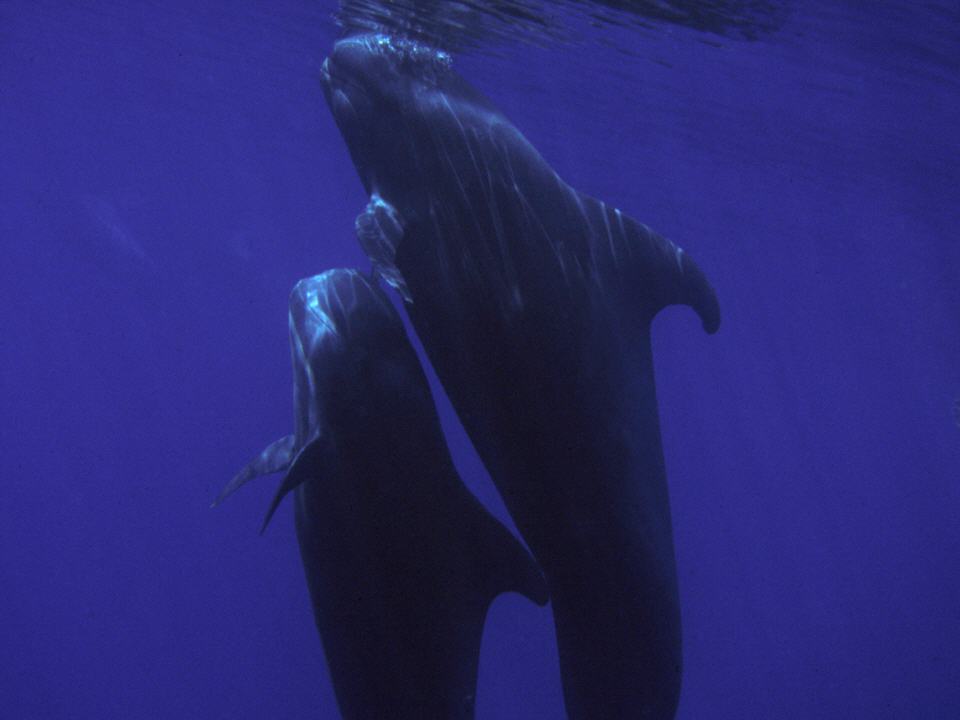 Pilotwal Sound Therapie