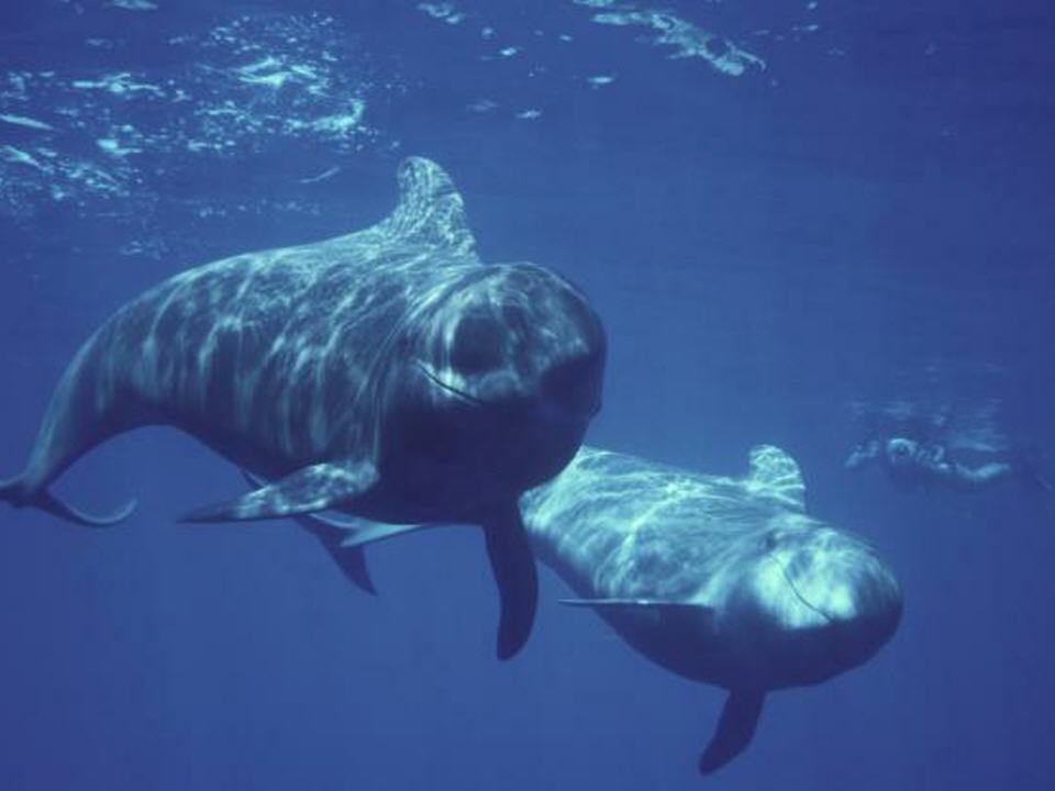 Pilotwal Sound Therapie